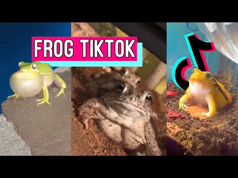 WELCOME TO FROG TIKTOK 🐸 TikTok Compilation October 2020