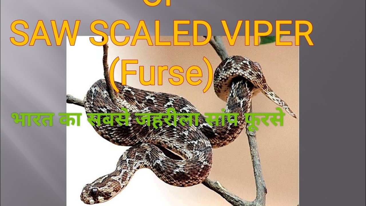 Identification of Saw scaled viper फुरसे, एकिस कॅरिनेटस #viper #bsc # ...