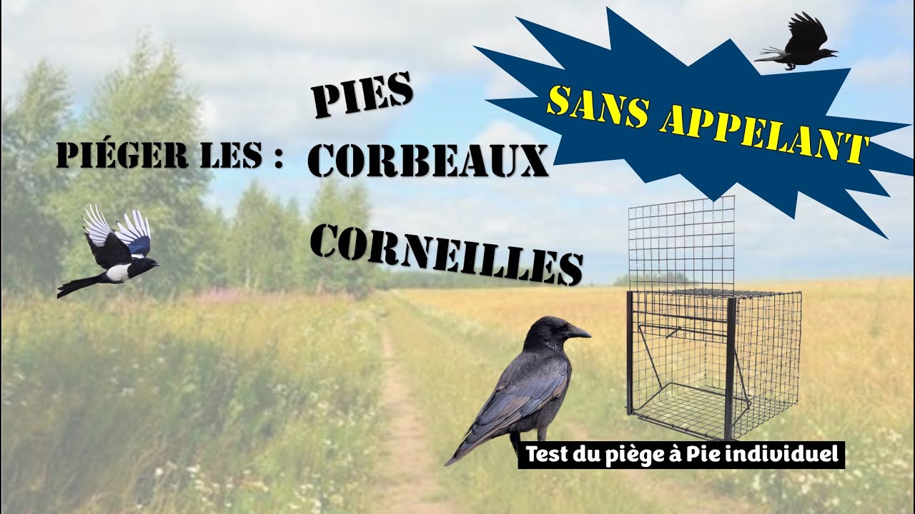 Piéger les pies ou corvidés sans appelant + Test piège à pie individuel ...