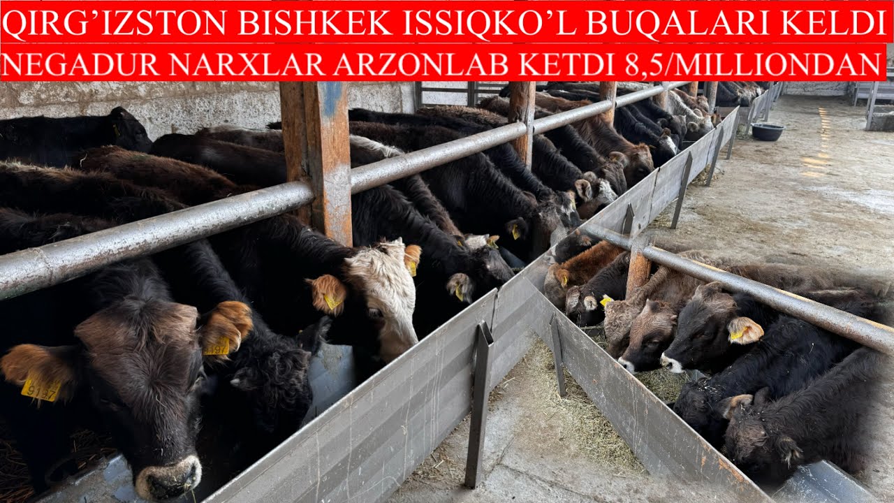 SIFATI 100+100 QIRG’IZSTON BISHKEK ISSIQKO’L BUQALARI KELDI NARXLARI ...