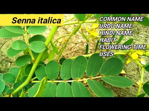 Senna italica // COMMON NAME // URDU,HINDI NAME // FLOWERING TIME ...