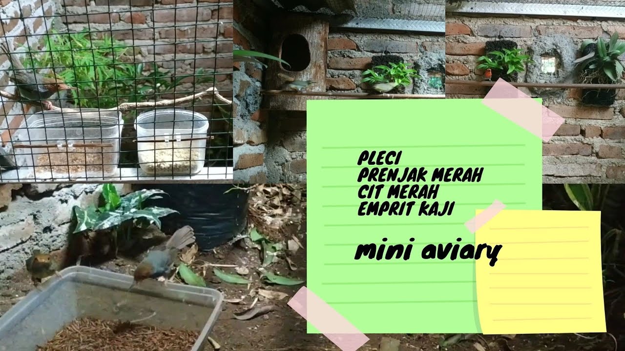burung-burung kecil di mini aviary sederhana #04 - YouTube