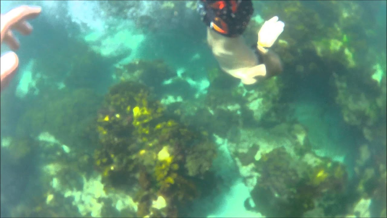 Snorkeling at Mettams Pool - YouTube
