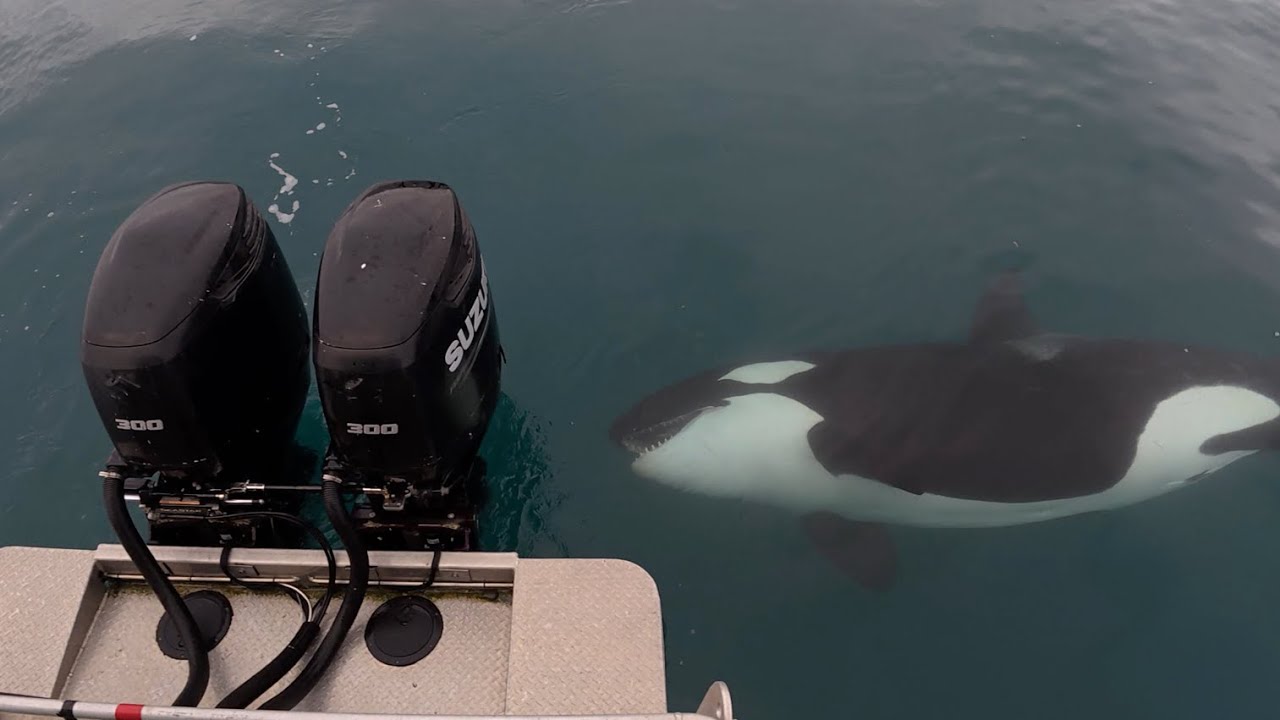 KILLER WHALE Close-Up Encounter | Kilcher Family Adventure - YouTube
