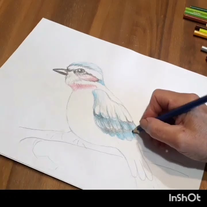 Ave a lápiz color #clases #drawing #clasesonline #art #dibujosamano ...