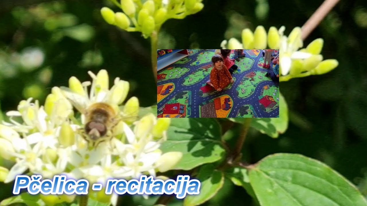 Pčelica - recitacija Sovice - YouTube