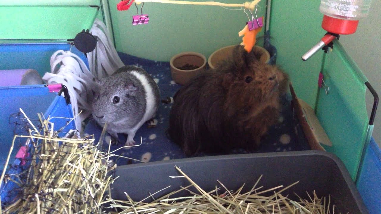 Guinea Pig Game Ideas: Hanging Vegetable (capsicum) Part.2 - YouTube