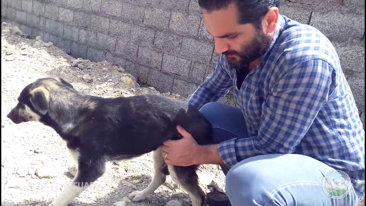 Rescuing a stray dog with broken arm - Nina - YouTube