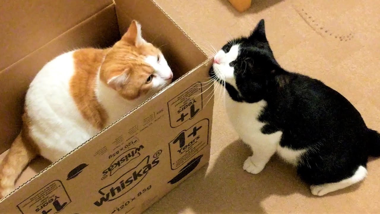 Cats Fight Over Box - YouTube