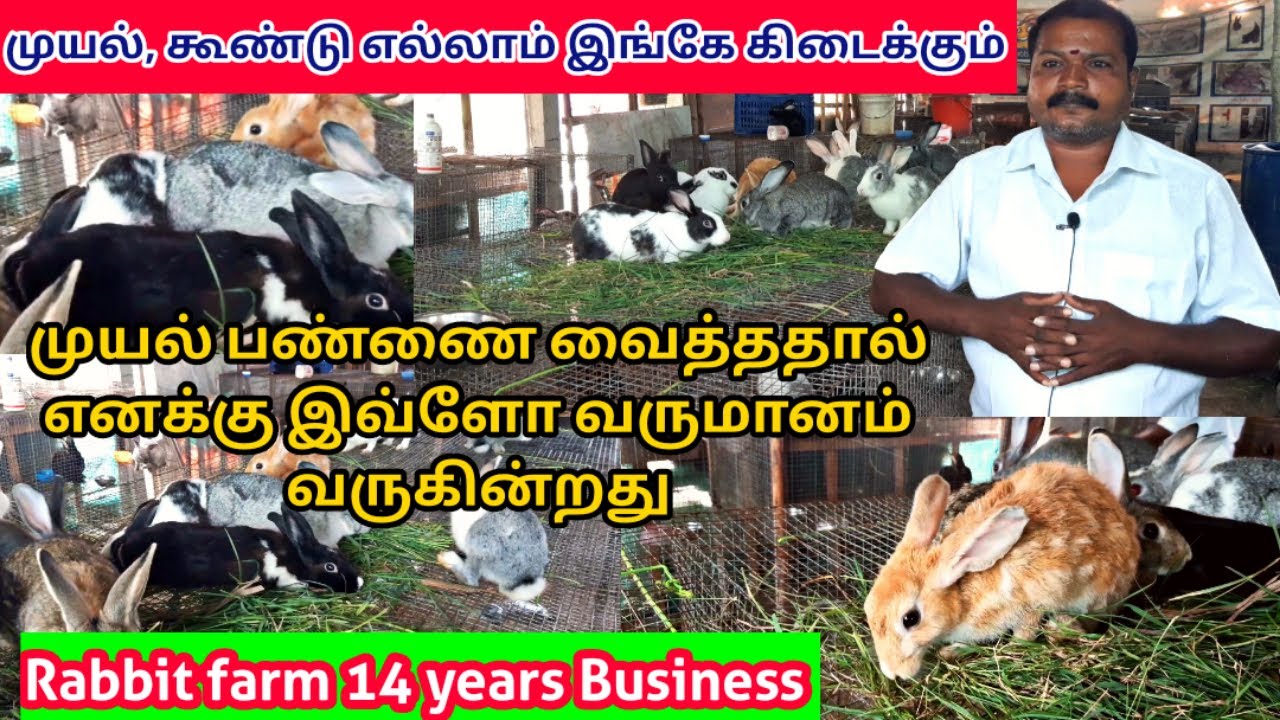 How do start rabbit farm | muyal valarpu | முயல் பண்ணை |village ...