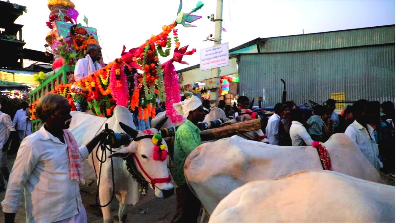 Edla Bandi Uregimpu Utsavam at Edupayala Vana Durga Bhavani Jatara 2021 ...
