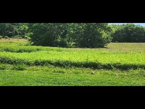 Short hike - Taken at Cromwell Valley Park in Baltimore, Maryland ...