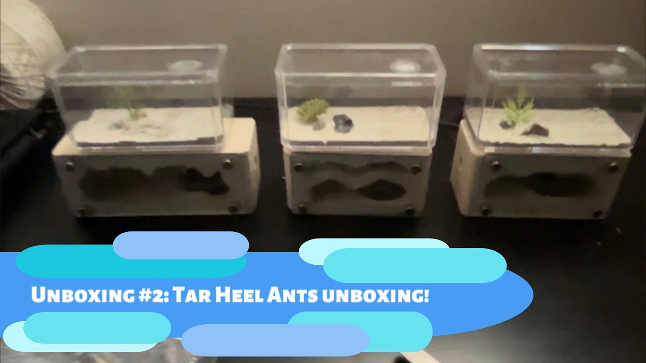 Unboxing #2: Tar Heel Ants Unboxing And Review - YouTube