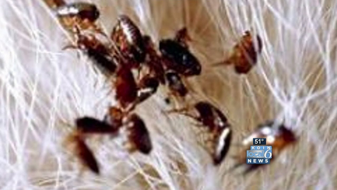 Worst Flea Infestation