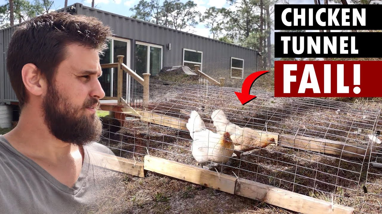 Something KILL3D My Chicken And I Don't Know What or How! Chicken ...