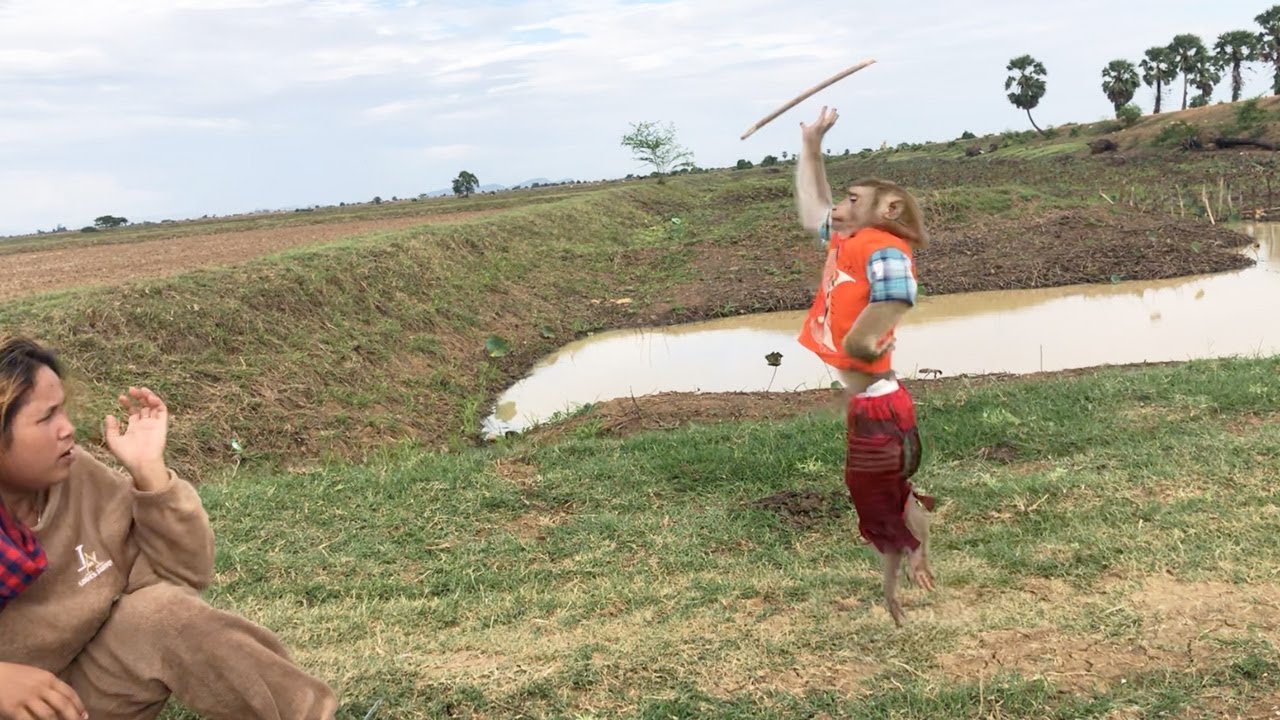 Hilarious Jason Bothering With Cow & Farmer Ignore Bounce Acrobat Swing ...
