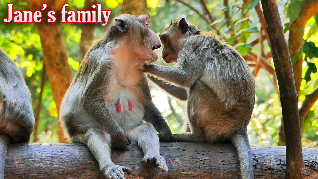 Pregnant Jazzy has reliability that the mother not reacts, Jonna no ...