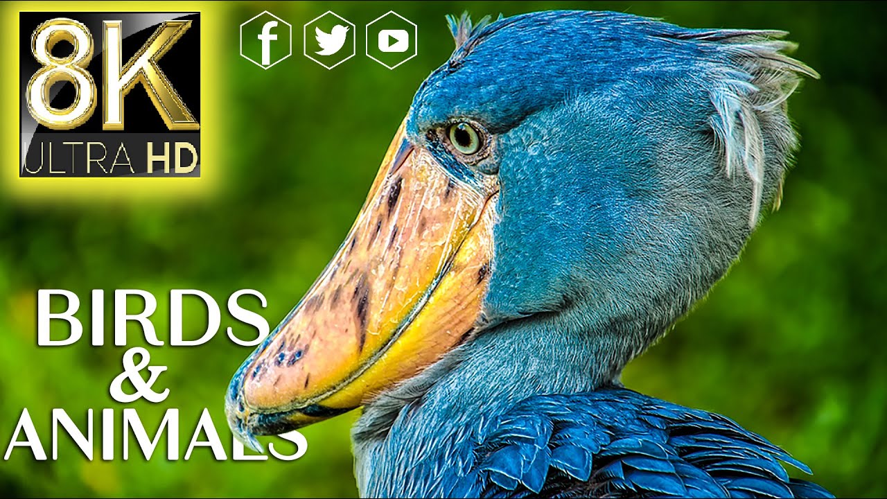 The Greatest BIRD & ANIMALS Collection 8K ULTRA HD • Nature Sound ...