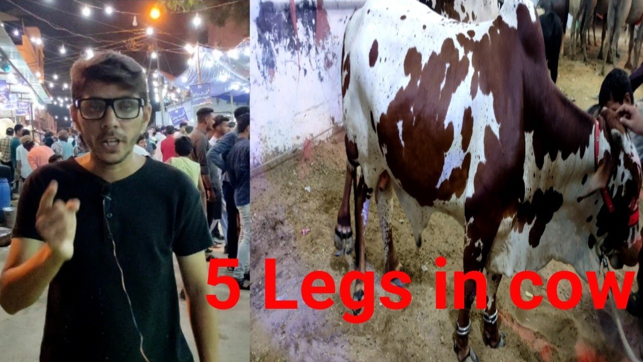 5 Legs cow Jdc vlog - YouTube