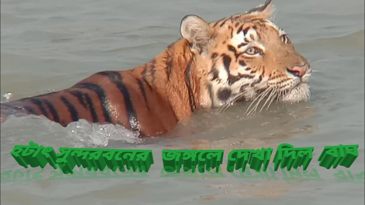 Some wild animals of Sundarban (W. B)#tiger #bengaltiger #sundarban ...