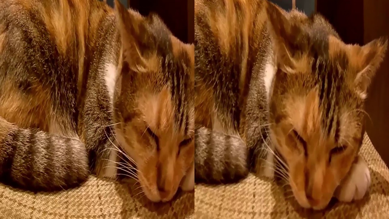 Cat Life in 3D VR Box SBS 3D - YouTube