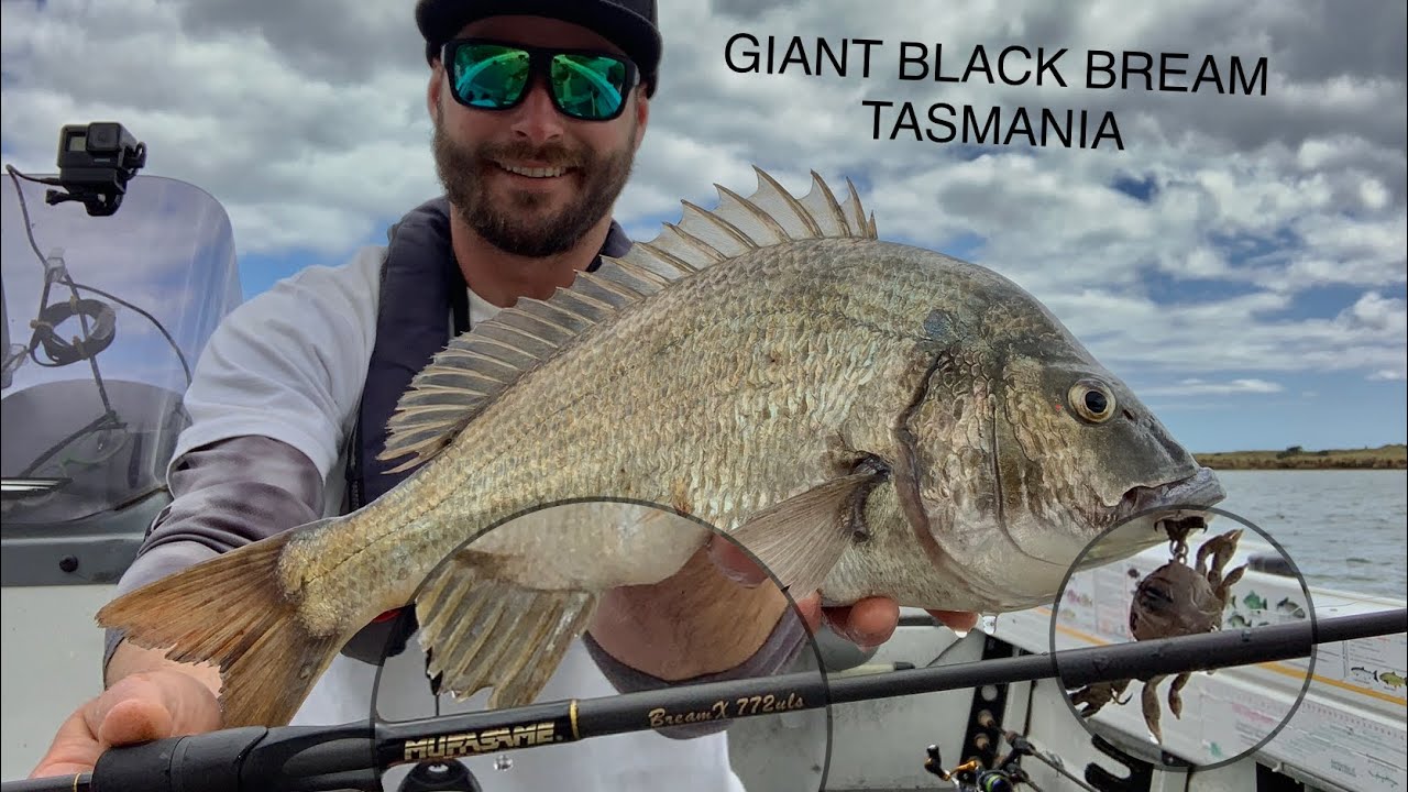 Giant Black Bream Tasmania - YouTube