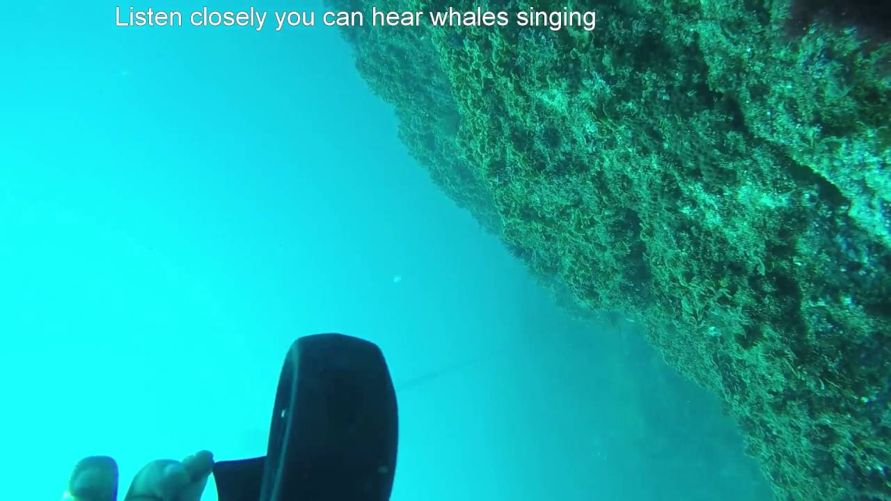 Julian Rocks - Byron Bay - Diving - YouTube