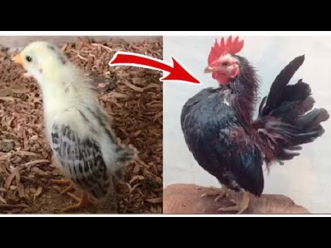 Crescimento do pintinho que cantou com 12 dias | Mini Garnize - YouTube