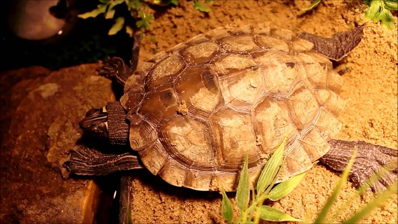 False Map Turtle Youtube
