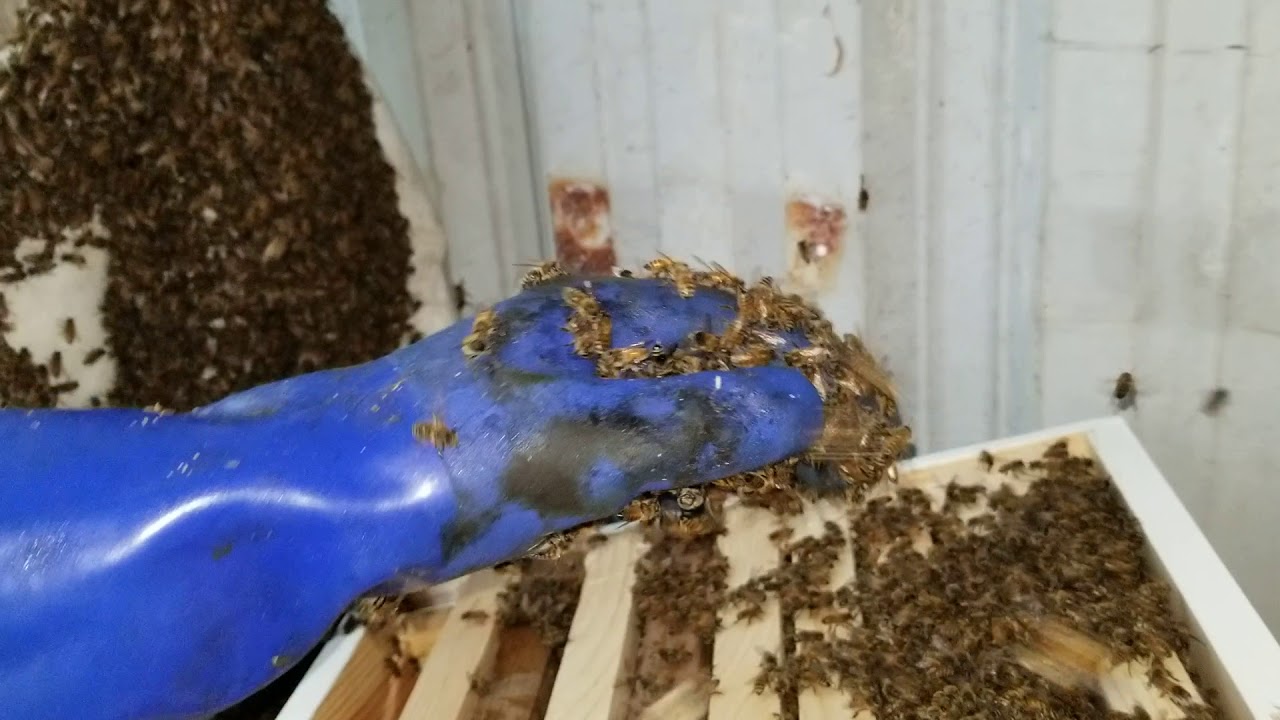Big Swarm! 4th Swarm Capture of 2018! - YouTube