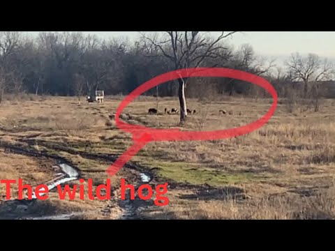Wild hog market report, muddy pastures and chasing pigs with Muddyfeet - YouTube