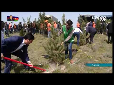Gəncədə Dövlət Bayrağı Günü münasibəti ilə kütləvi ağacəkmə aksiyası keçirilib