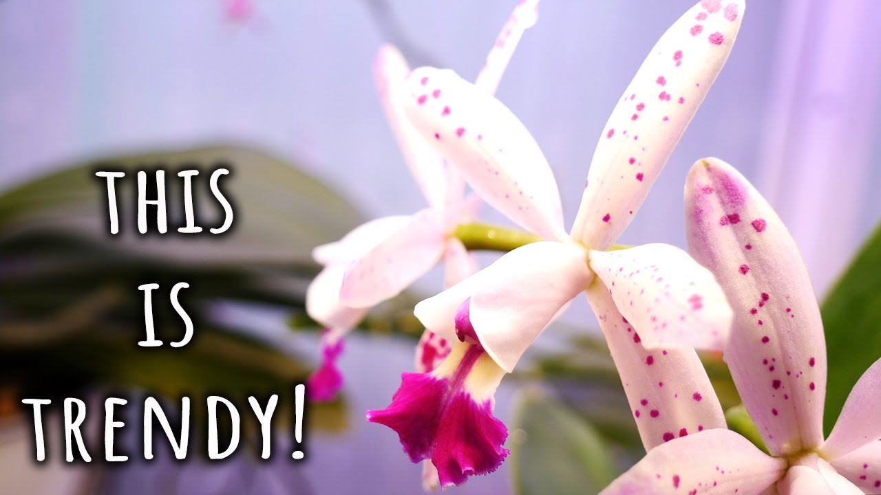 Cattleya Tropical Pointer Orchid Spotlight & Care Tips - YouTube