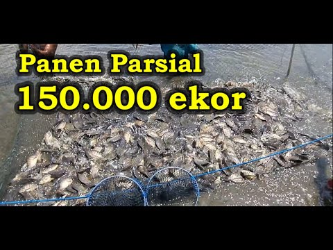Hancur? Gara-Gara Pakan Mahal? Panen Parsial 150.000 ekor ikan nila