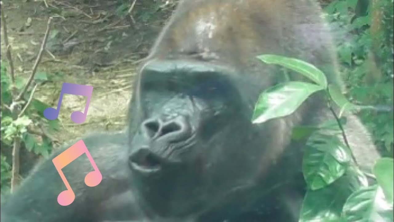 “Gorilla"I heard the beautiful cry of a silverback momotaro 🦍 🎶Kyoto ...