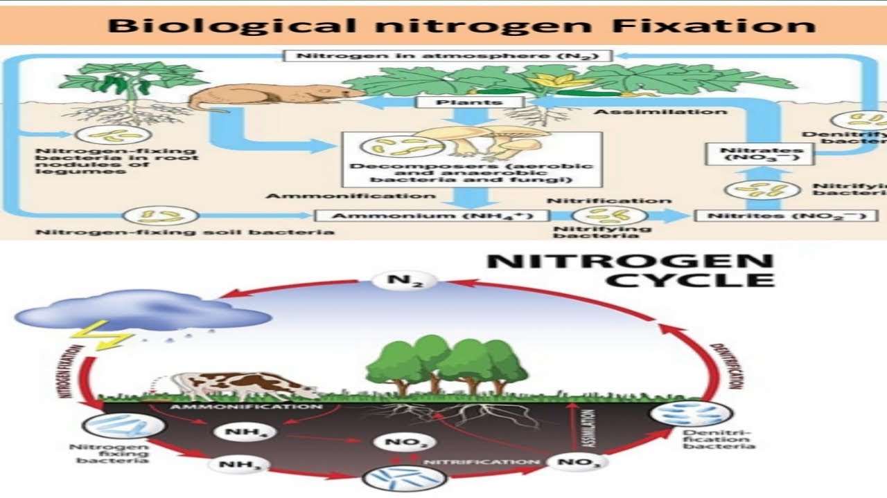Nitrogen Assimilation || Sub Topic -- Ammonium Assimilation ...