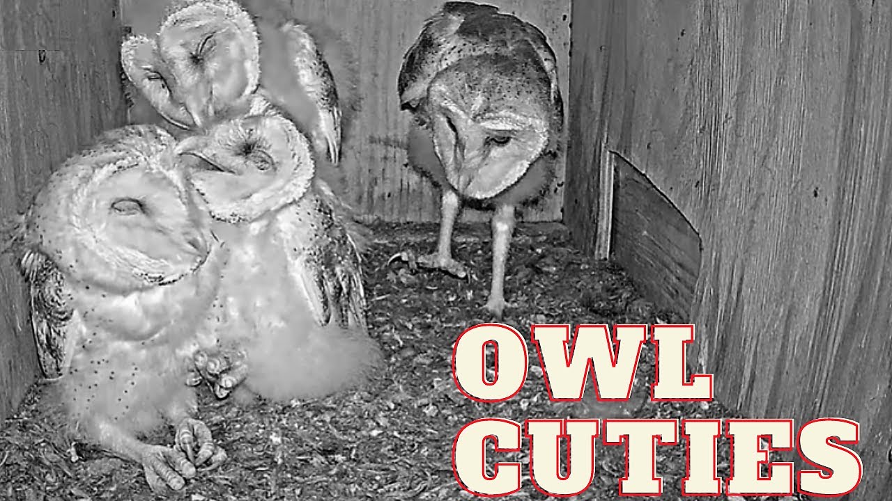 So Much Owl Cuteness: Barn owl cuddle and kiss each other. - YouTube