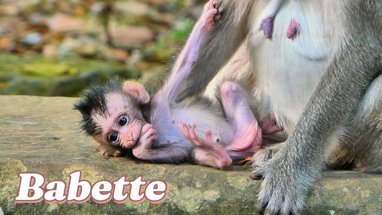 What a Star! Pretty Babette Shows Off Her Fun and Playful Side 💖🐾 ...