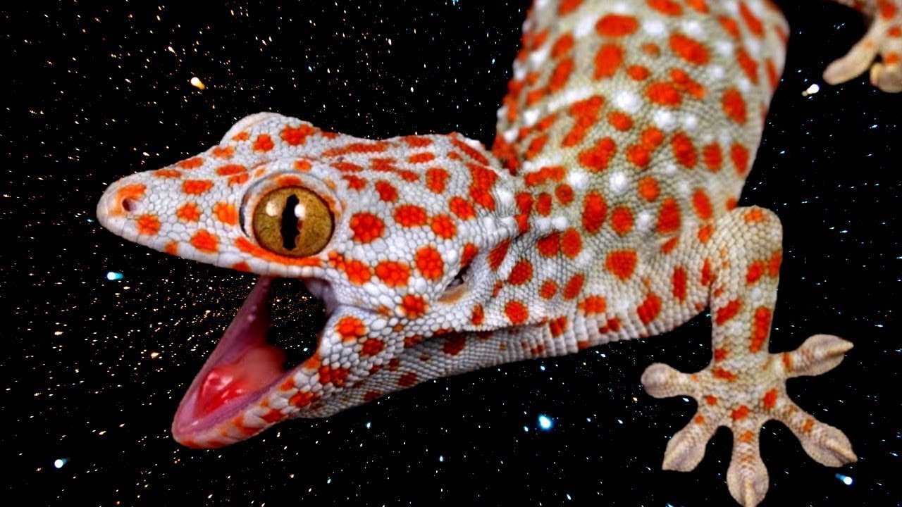 Menakutkan, Tokay, Suara Tokek Yg Keras Seram, Suara Tokek, Gecko Sound ...