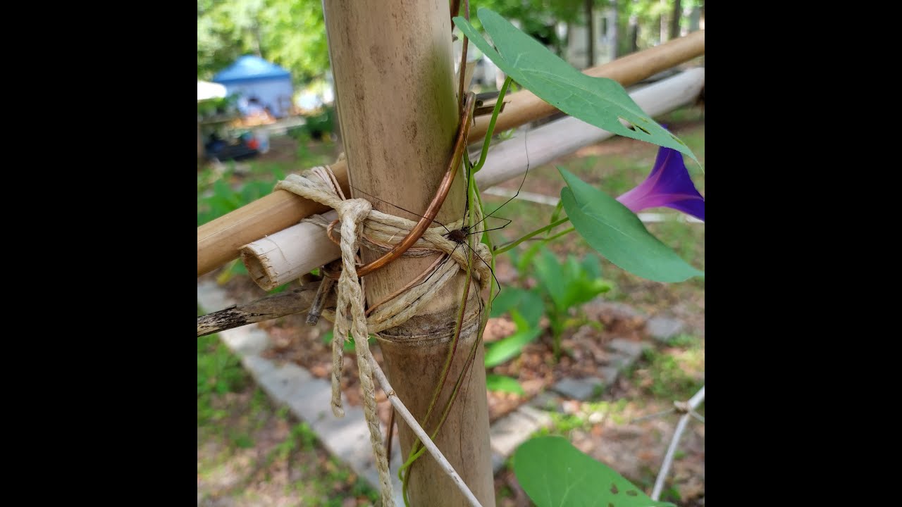 Electro Culture Gardening/Farming-Adding 2 more poles, a few ...