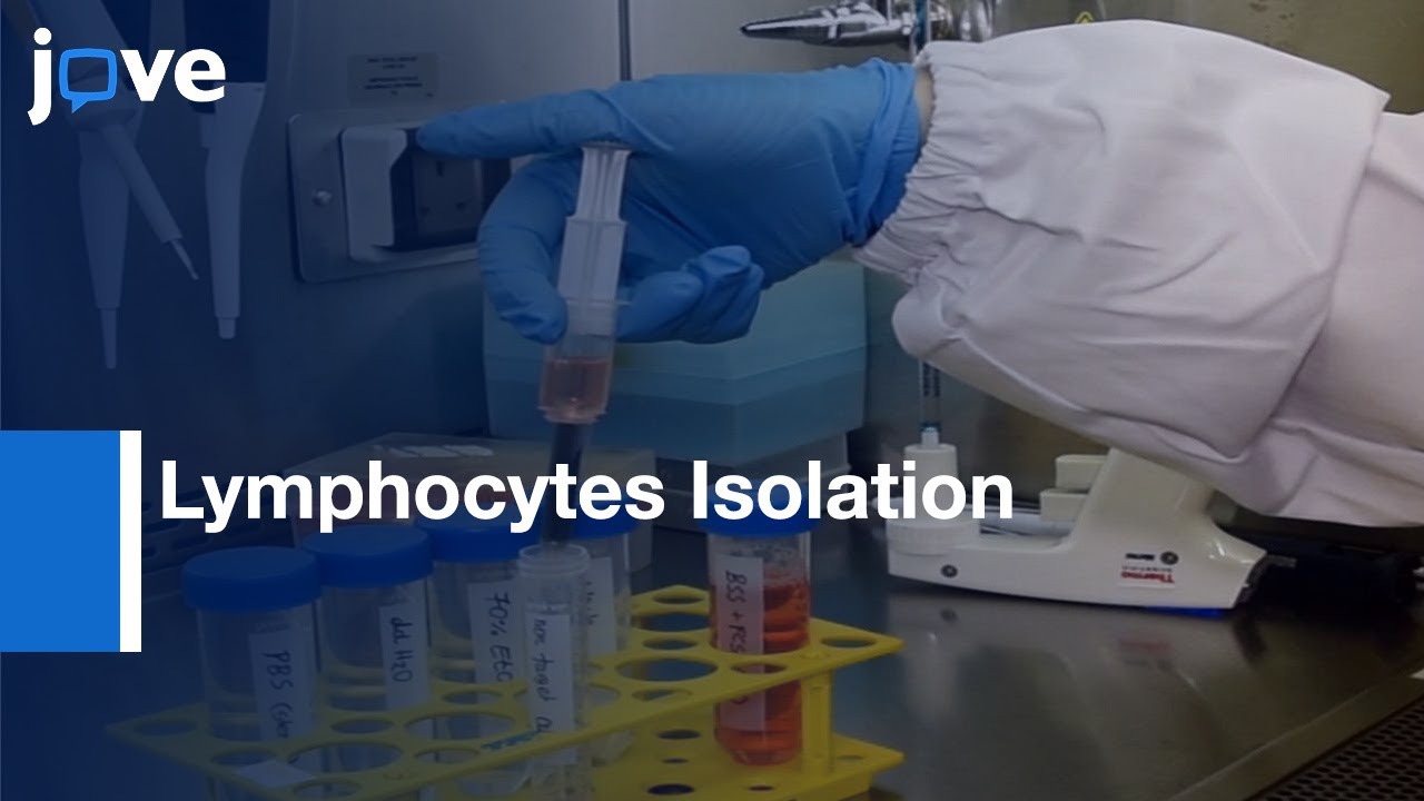 Murine Lymphocytes Isolation and Activation | Protocol Preview - YouTube
