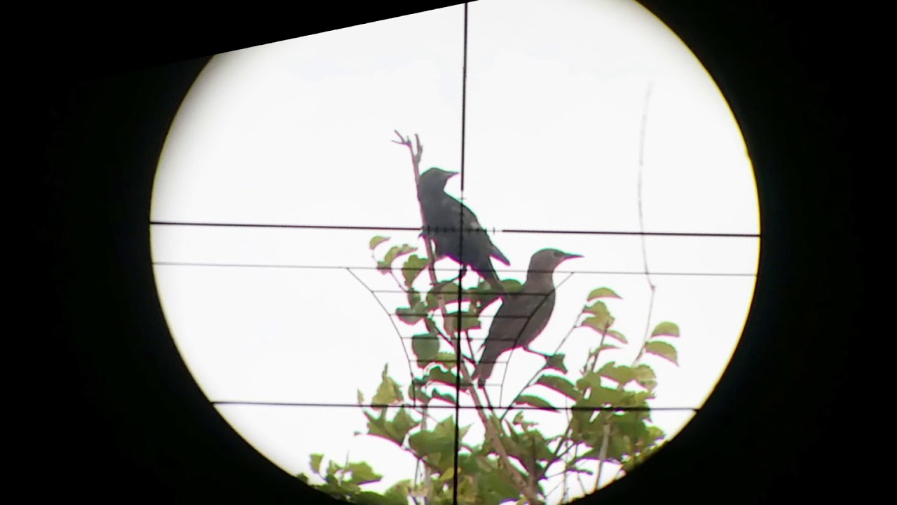 Starling pest bird shooting backyard control .22LR - YouTube