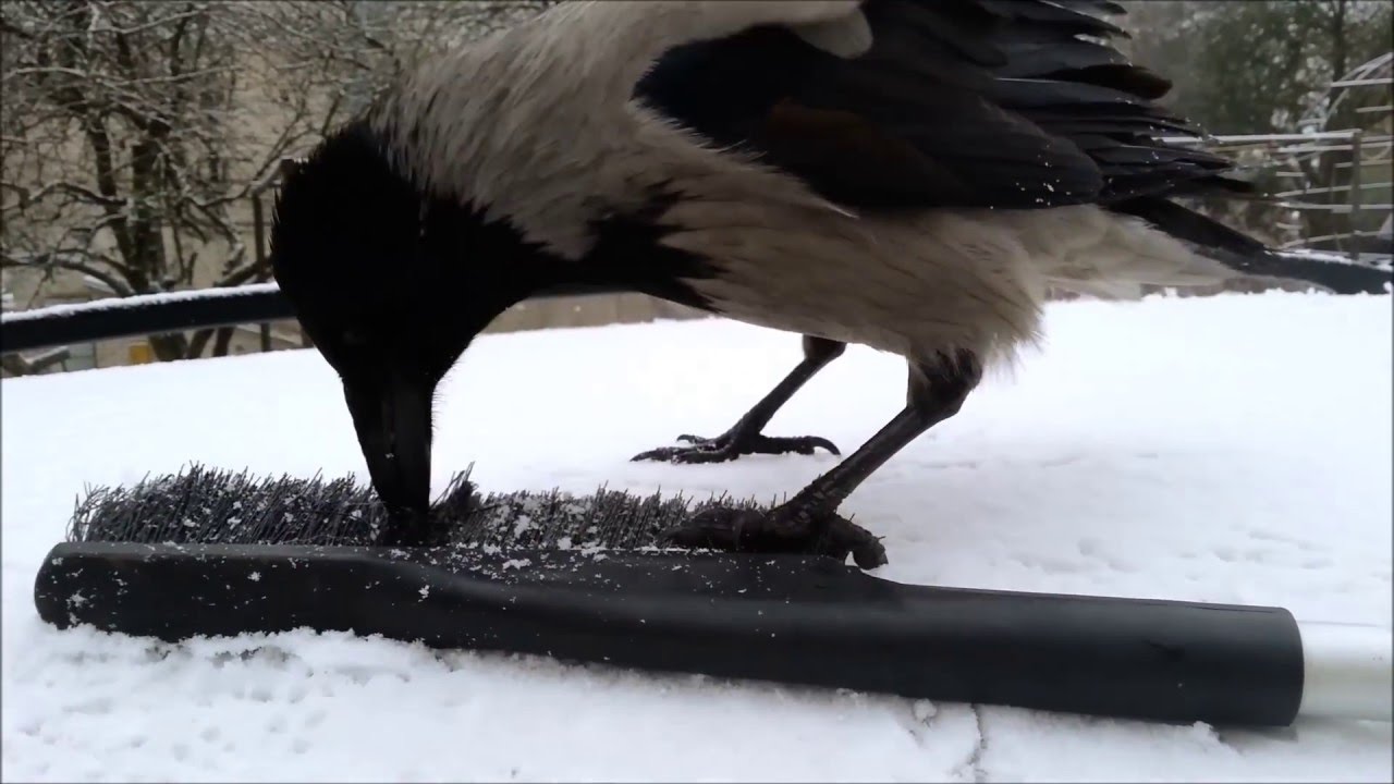 Tame Crow Having Fun in the Snow ! ♥ - YouTube