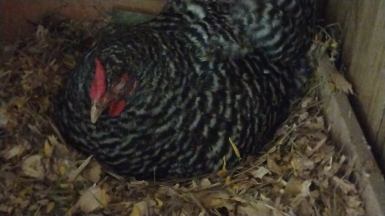 Mis Gallinas Se Comen Los Huevos Youtube