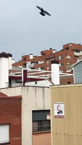 Palomos de ROBO Barcelona ( Paloma de Trabajo )🇪🇸#palomobuchon # ...