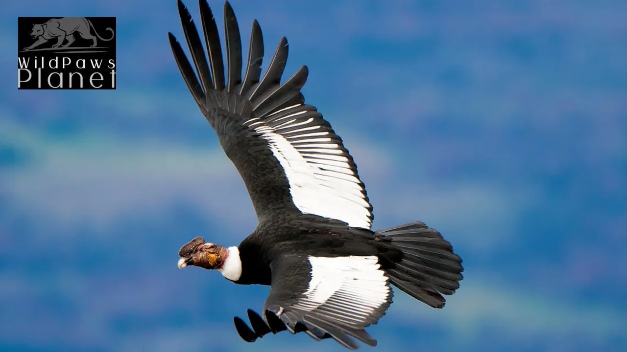 The Majestic Andean Condor: A Closer Look - YouTube