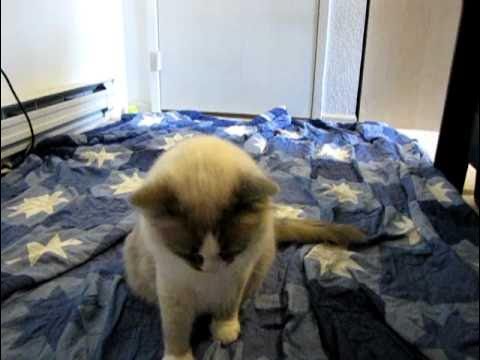 Ragdoll Cat Tricks Performance - YouTube