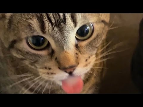 OH MA GAWD I THINK AM DYING!! WO WO WAO WAO - MEME (WIP) - YouTube