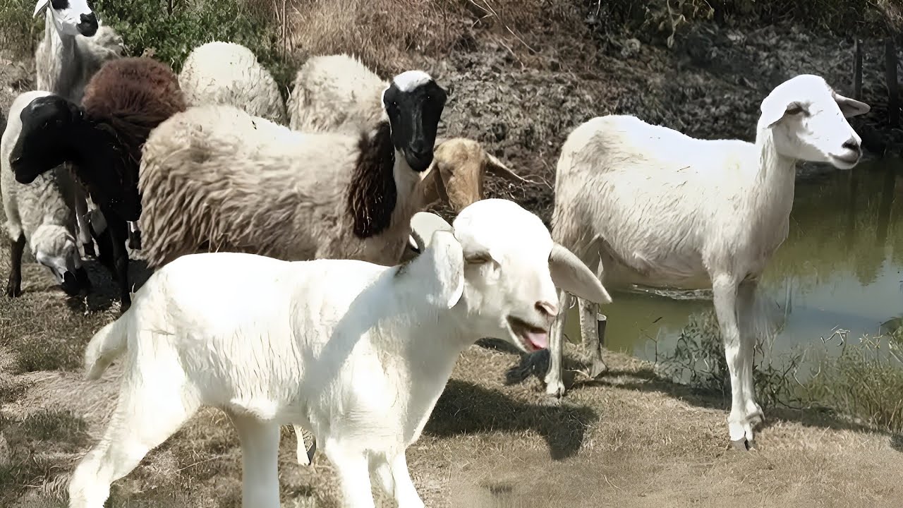 SUARA KAMBING LUCU || KAMBING TERIAK || KAMBING COMEL - YouTube