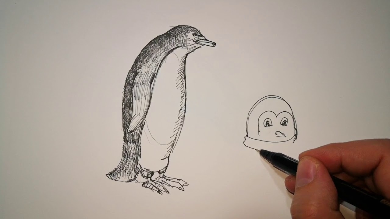 Come disegnare un pinguino Tutorial - YouTube